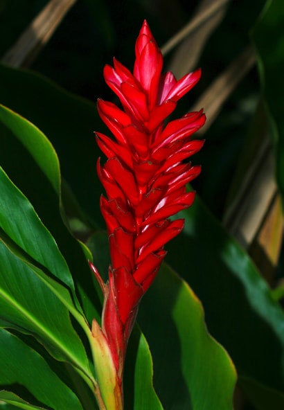 Red ginger flower store